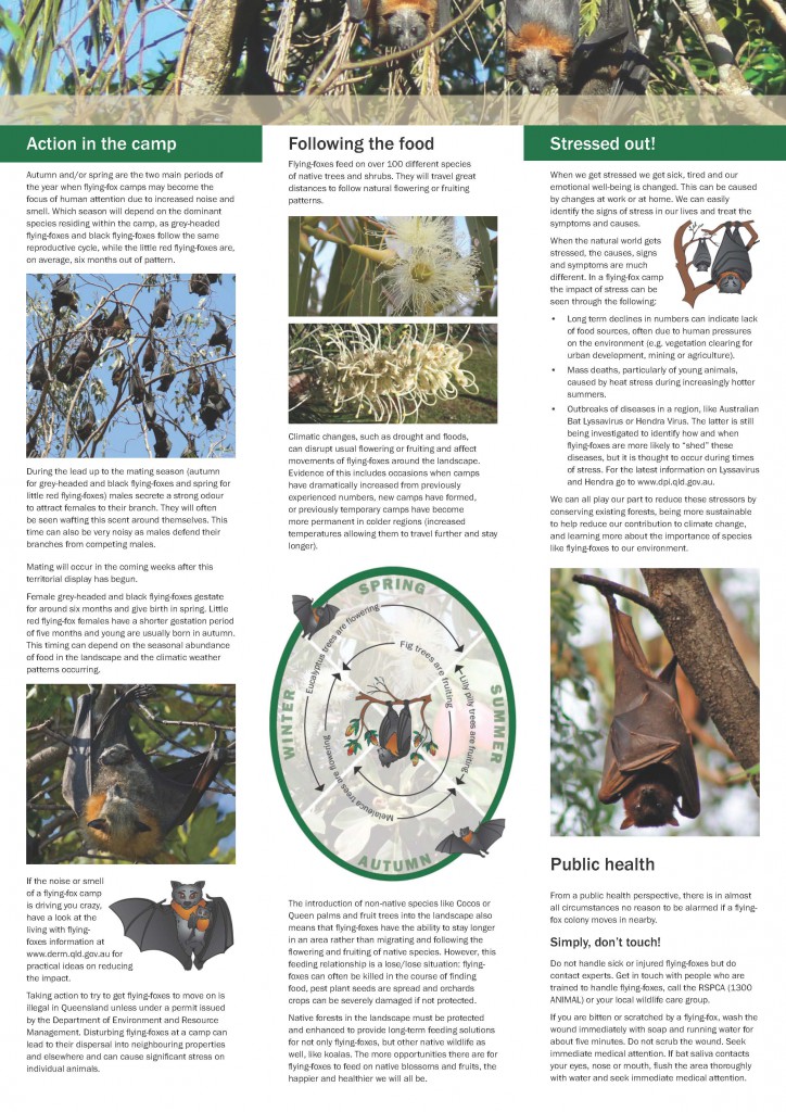 Flying-foxes of SE Queensland Brochure – PeeKdesigns
