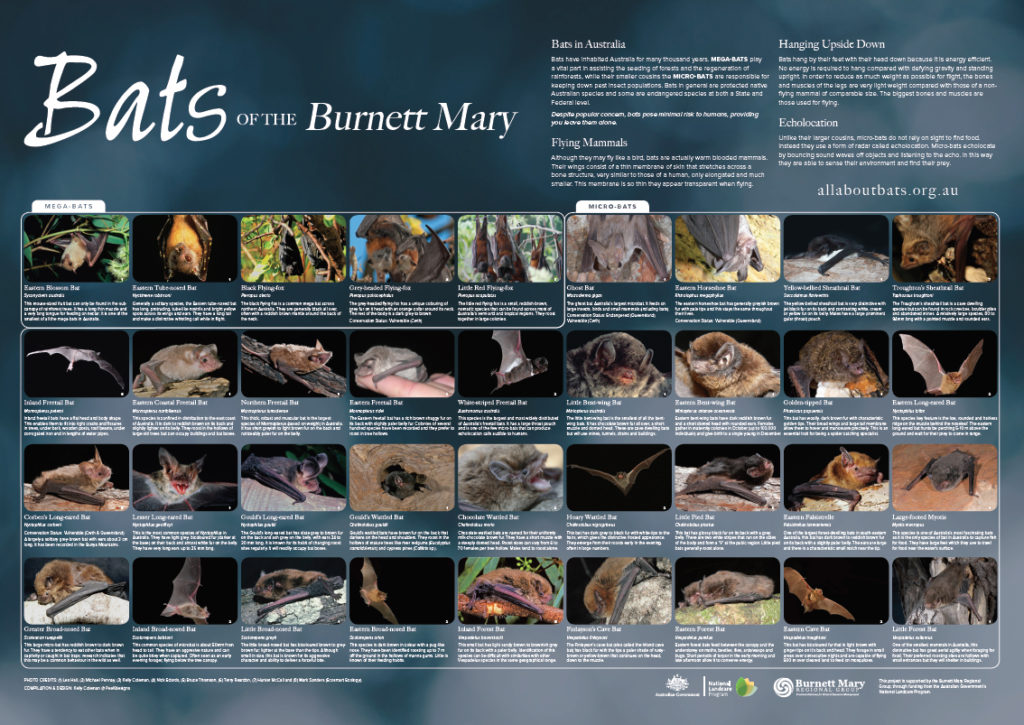 Bat Education Resources – PeeKdesigns