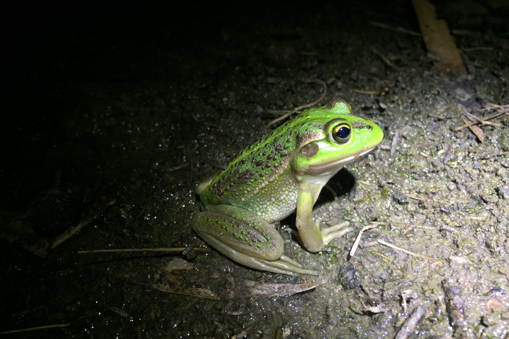 Saving the southern bell frog – PeeKdesigns
