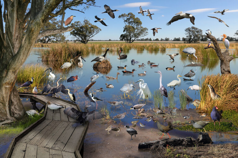 Wetland Birds of the NSW Murray-Riverina Region – PeeKdesigns