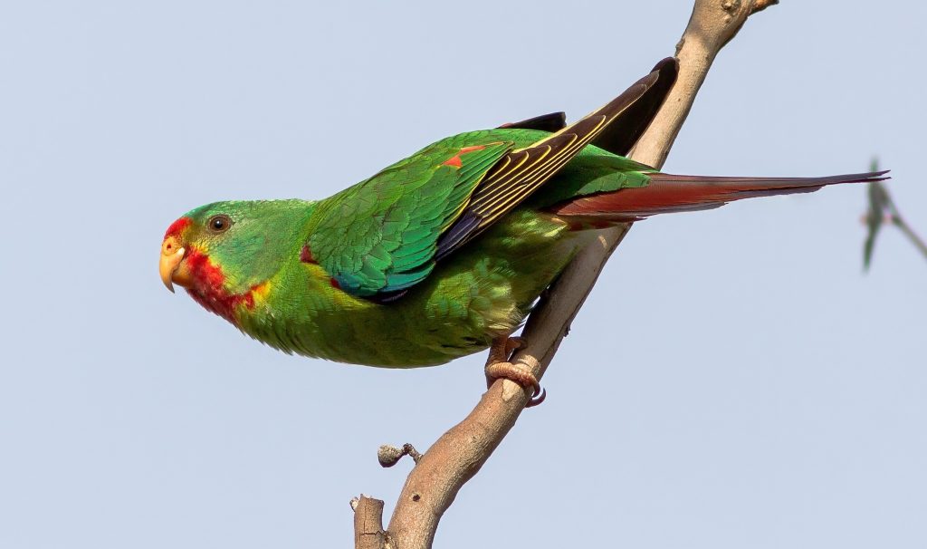 Discovering swift parrots – PeeKdesigns